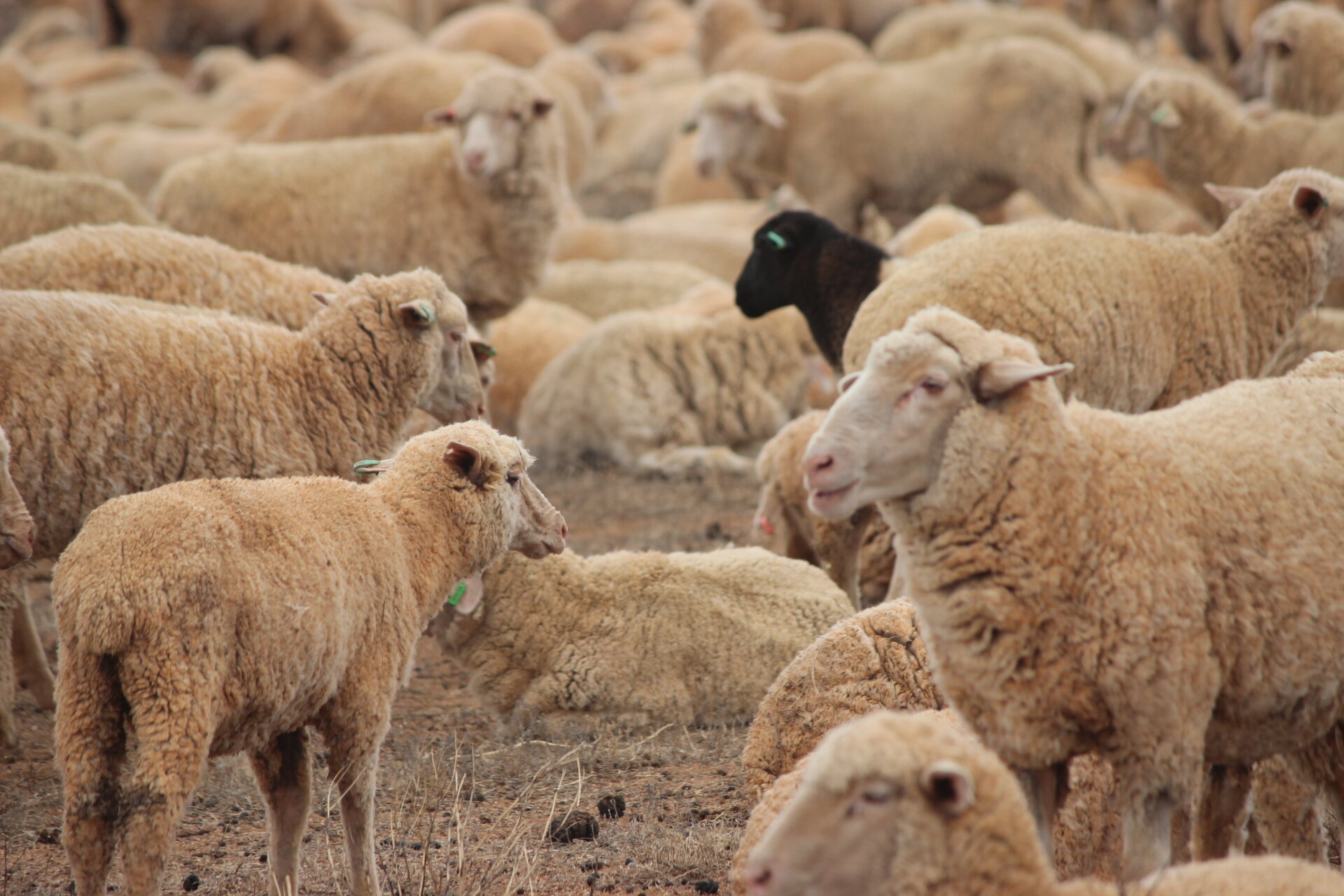 31 Relaxing With Sheep — Soil & Human Health