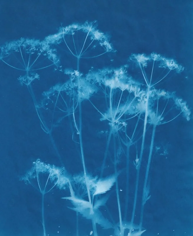 Summer Days — Kate Simms Artist