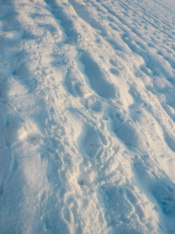 Snow — Kate Simms Artist