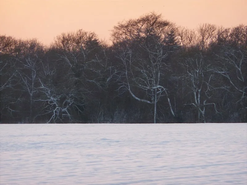 Snow — Kate Simms Artist