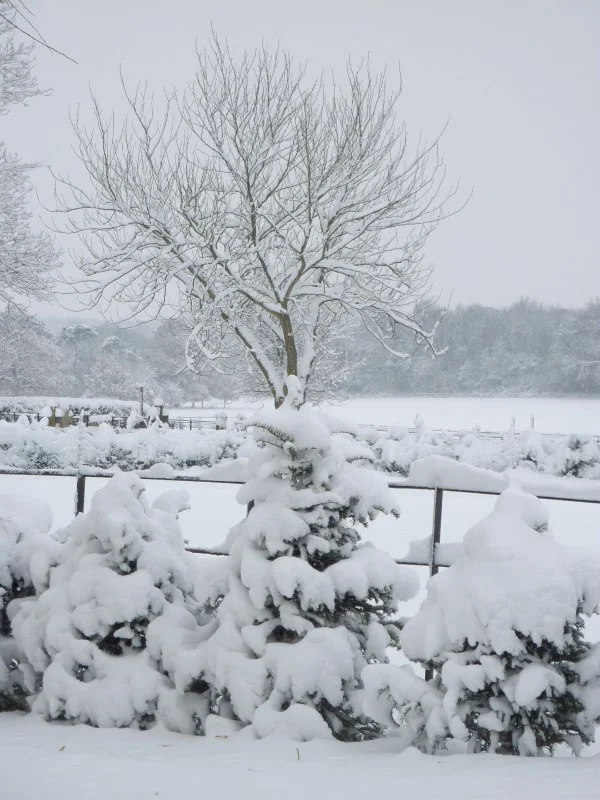 Snow — Kate Simms Artist