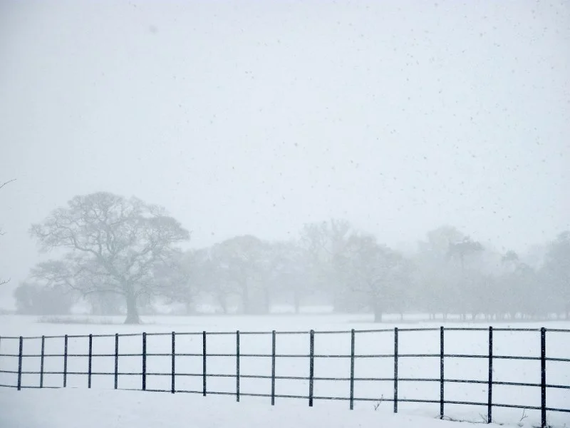 Snow — Kate Simms Artist