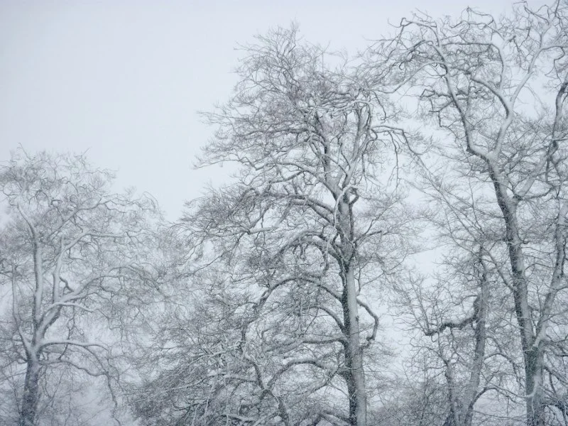 Snow — Kate Simms Artist