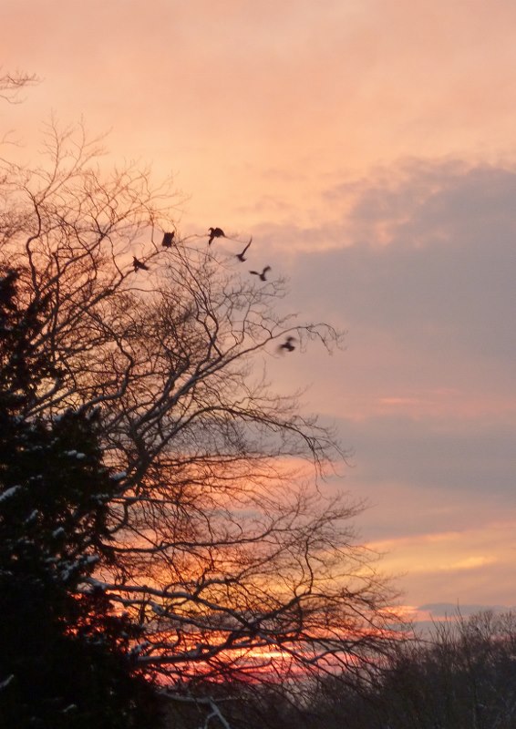 Snow — Kate Simms Artist