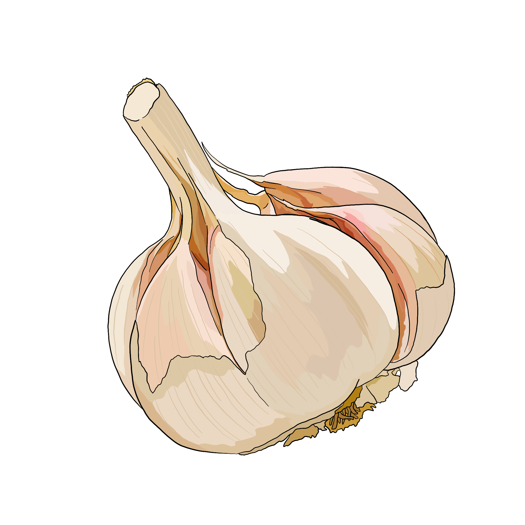Parts Of Garlic