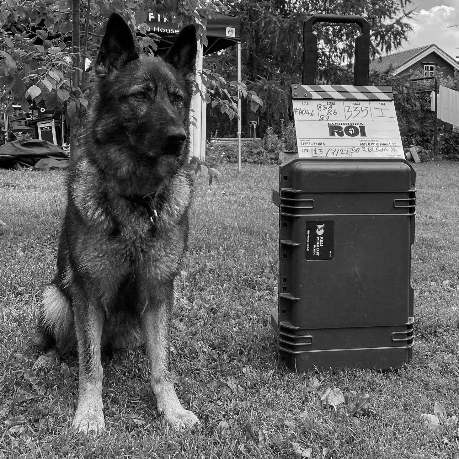 Susikoira Roi — Pro Perro