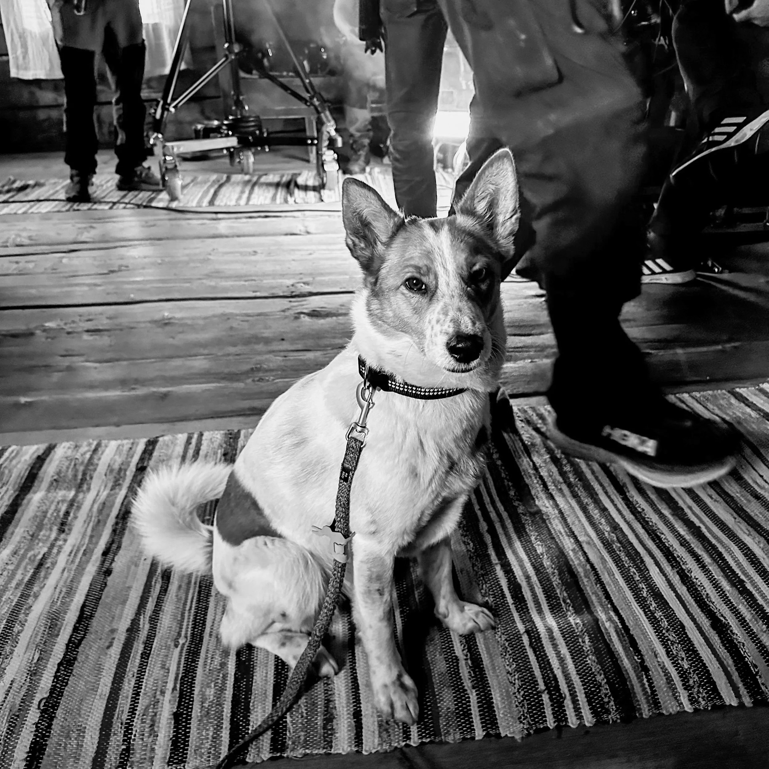 Susikoira Roi — Pro Perro