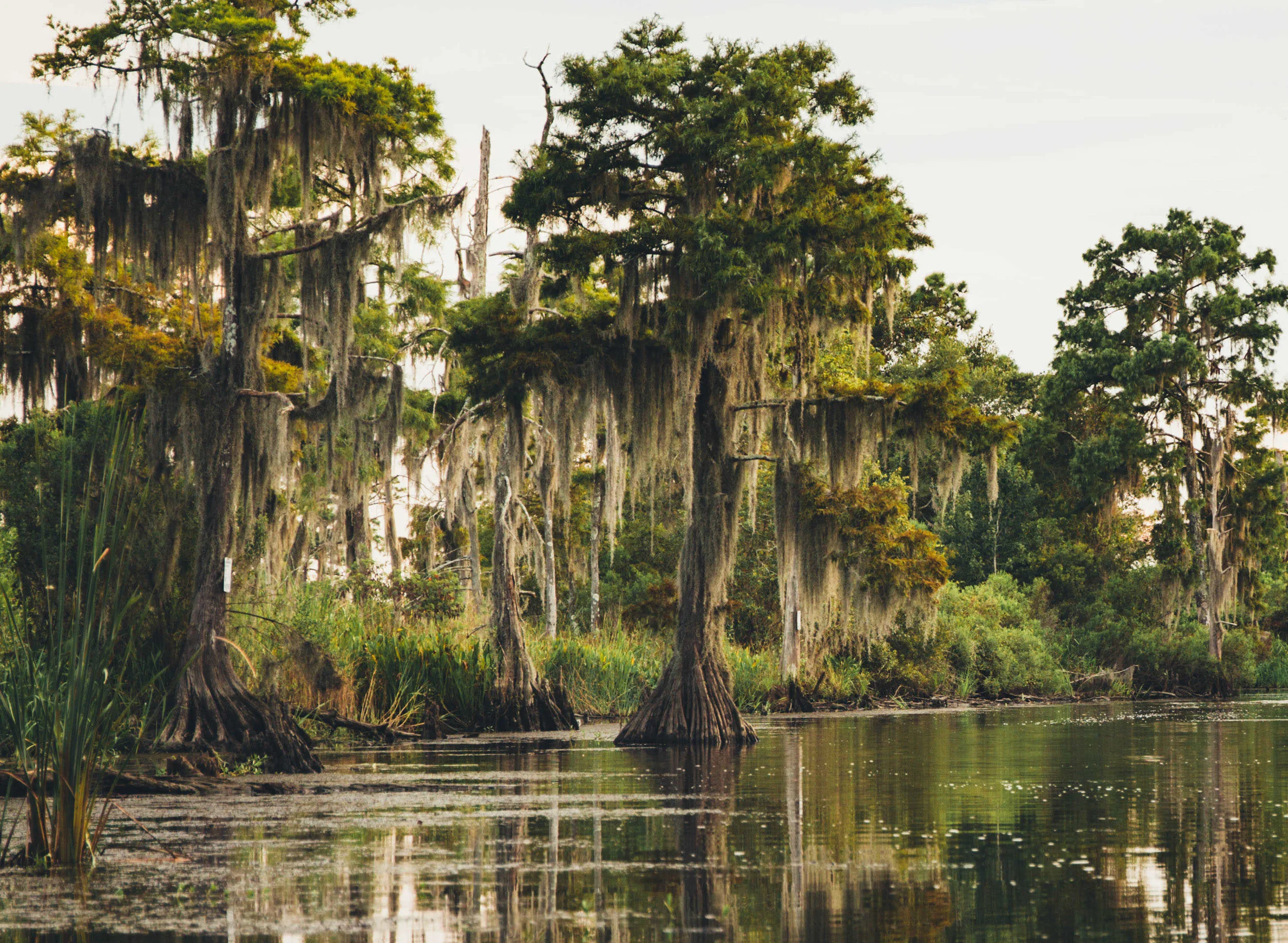Full Flavor of the Bayou Tour - 2.5hrs to 3.5 hrs — Canoe & Trail ...