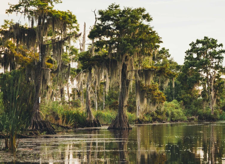 Full Flavor of the Bayou Tour - 2.5hrs to 3.5 hrs — Canoe & Trail ...