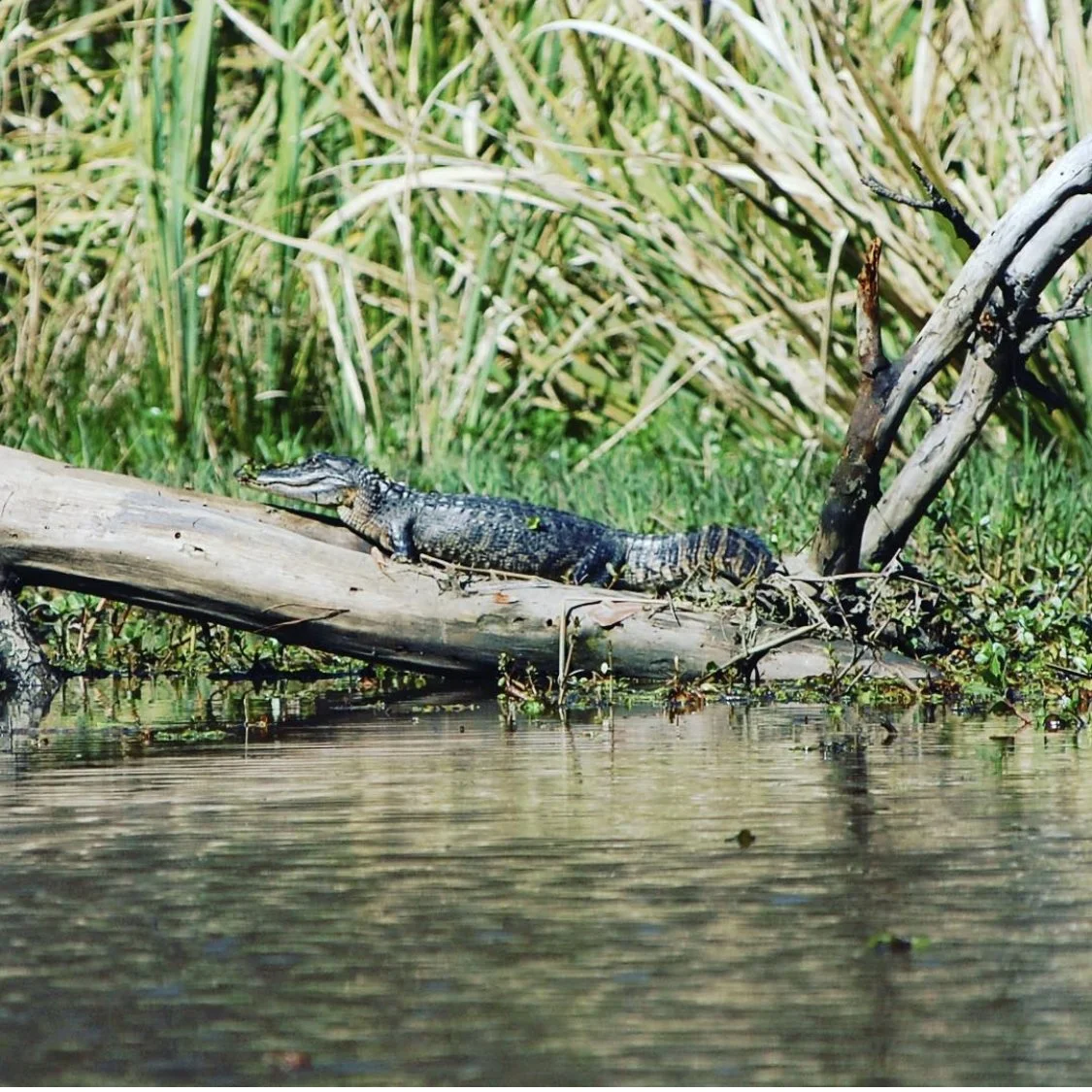 Kayak & Canoe Rentals at Cane Bayou in Fontainebleau State Park ...