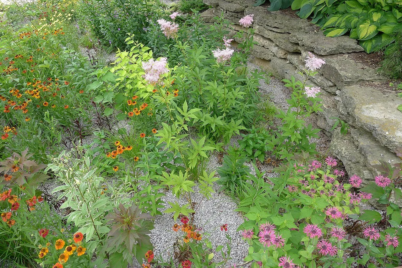 Rain Gardens: What Role Do They Play In The Landscape? — Site ...