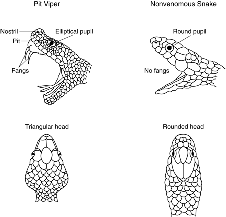 4 Ways to Tell if A Snake is Venomous — Snake Sox