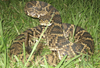 4 Ways to Tell if A Snake is Venomous — Snake Sox