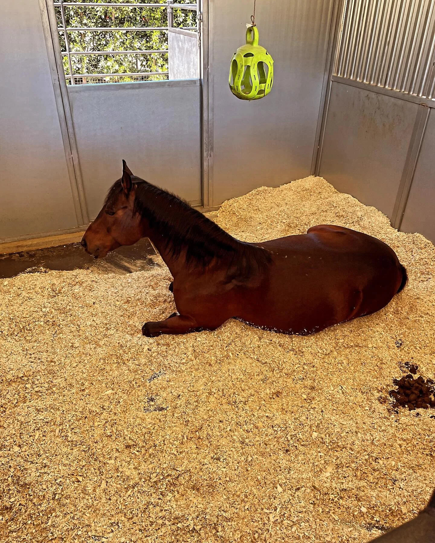 Performance Equine Bodywork