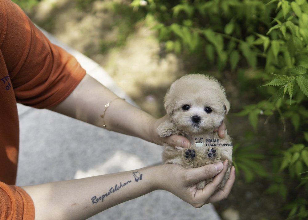 How Big Does A Rolly Teacup Puppies Get