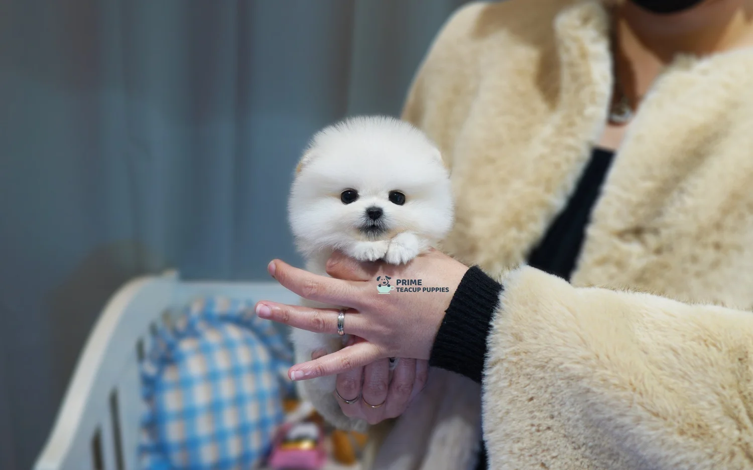 Mini Teacup Dogs