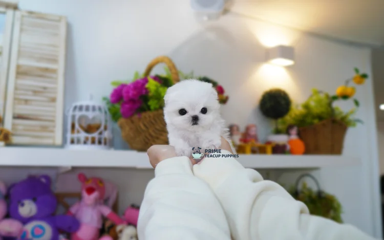 What Is A Rolly Teacup Puppy