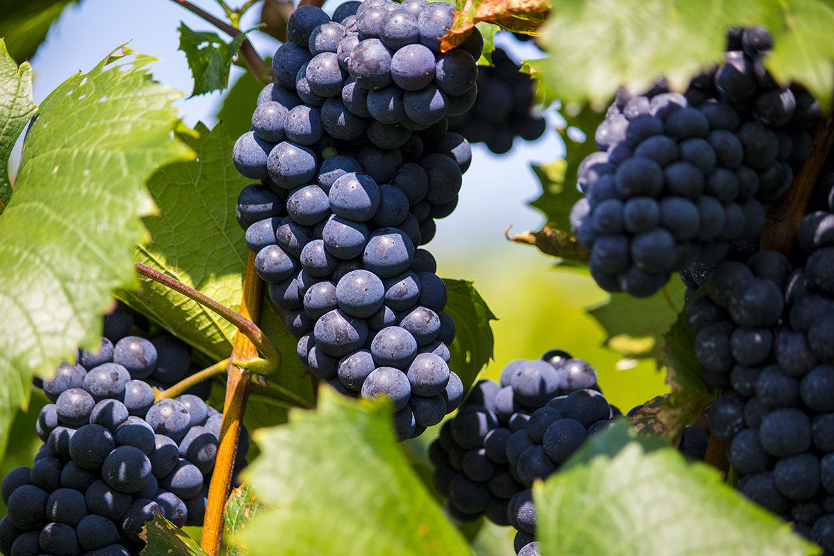 Grovedale Family Winery - Pennsylvania Wines