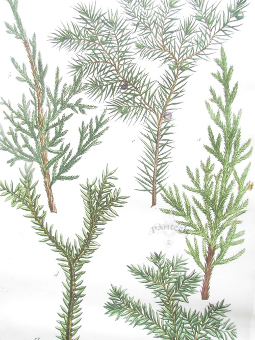 DIY Hanging Juniper Botanical Print — SHEEP SHOP