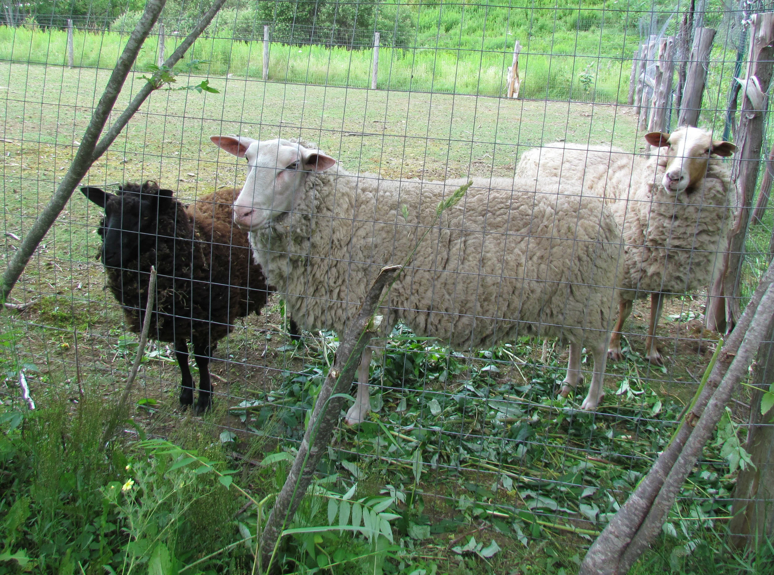 What We Have Been Up To... — SHEEP SHOP