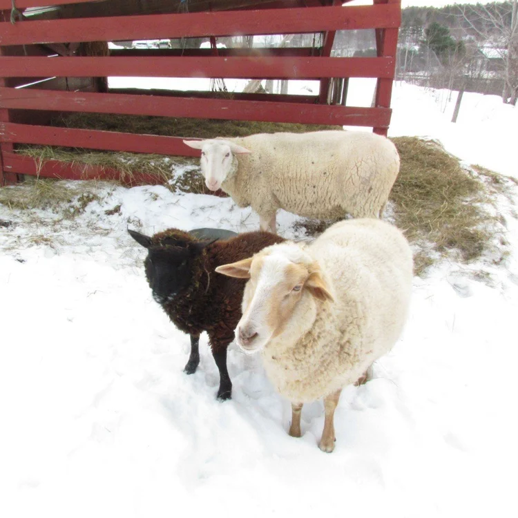 SHEEP SHOP