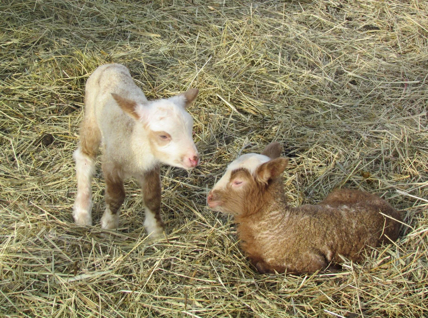 SHEEP SHOP