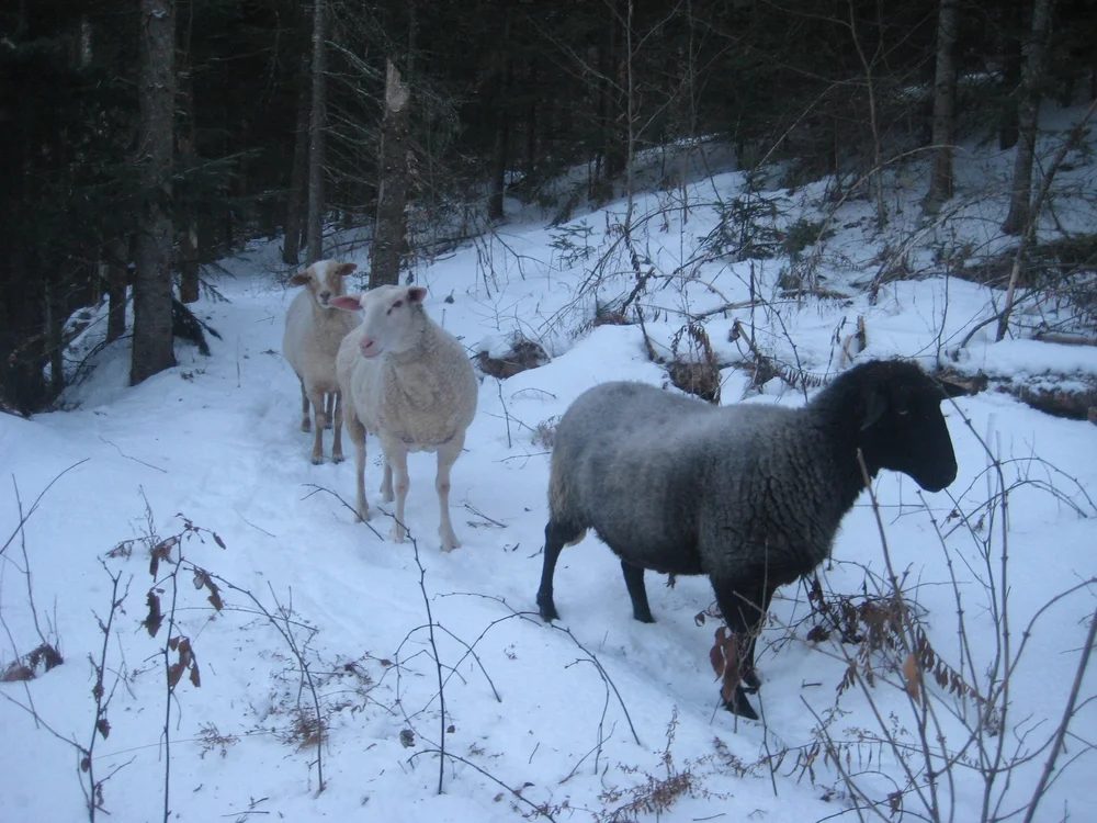 SHEEP SHOP