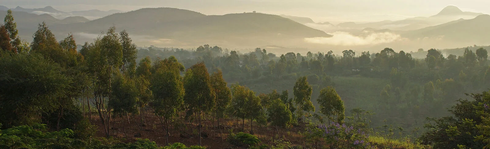 Our Team — Forested