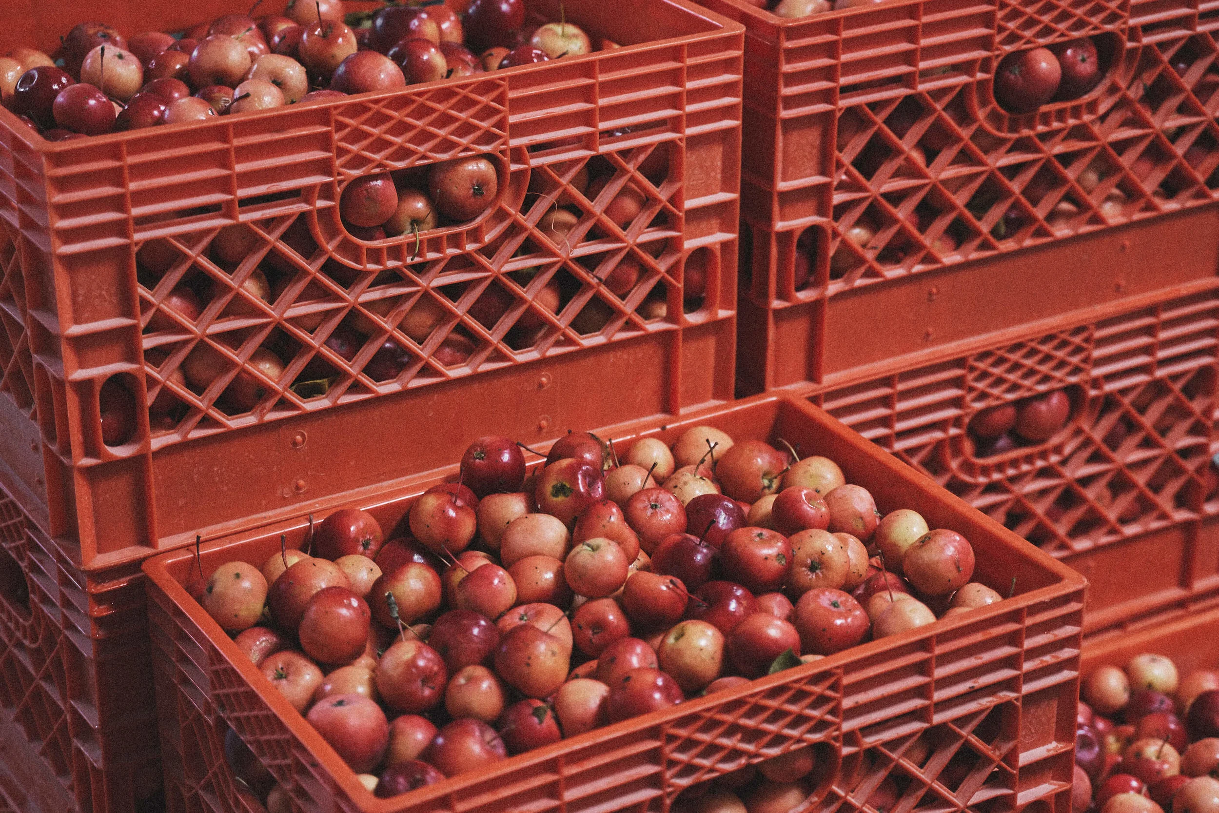 Cider apple varieties are the spice of life — Number 12 Cider
