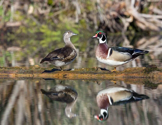 The Bitterroot Valley's most beautiful duck — Teller Wildlife Refuge