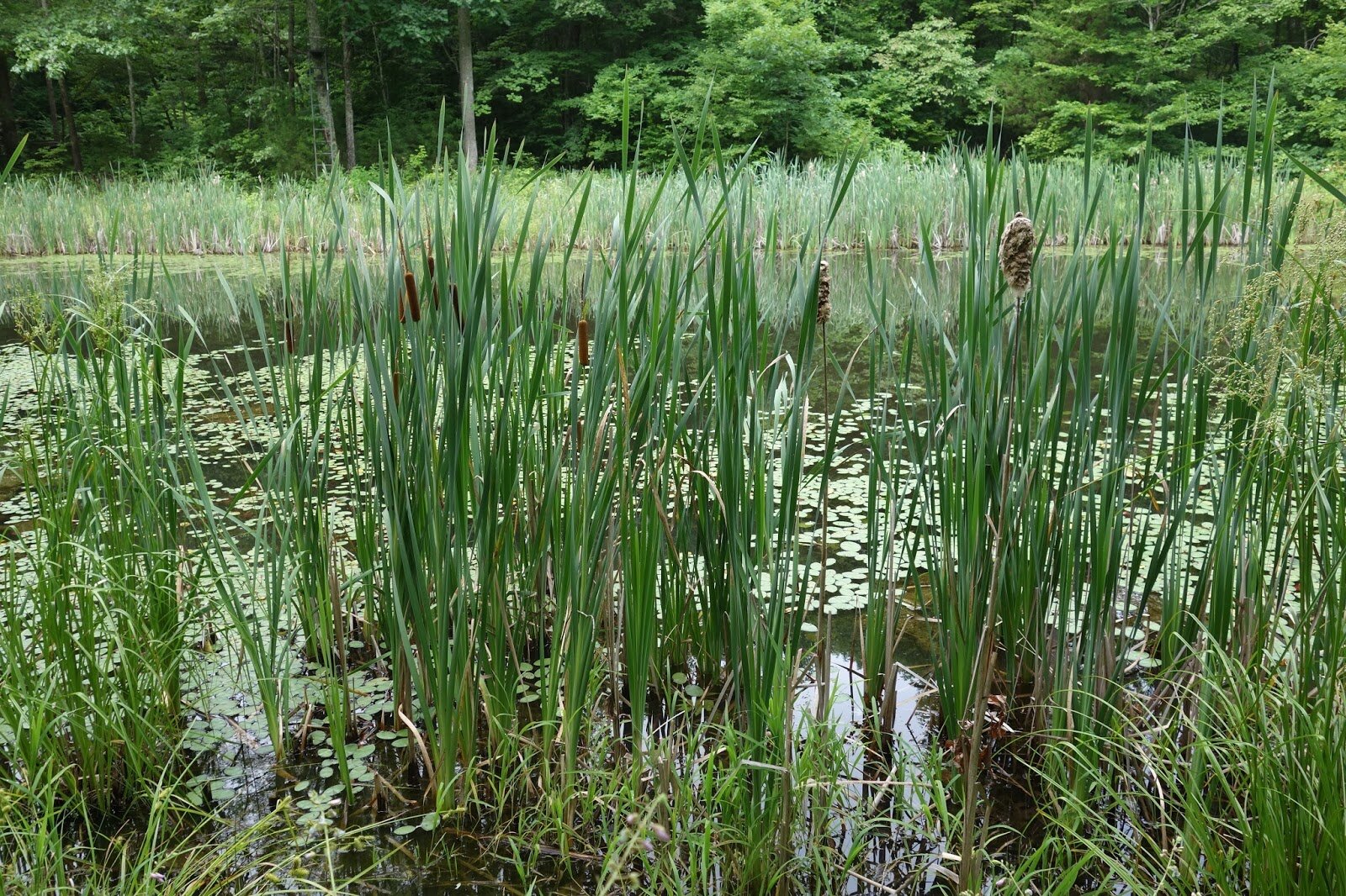 River Riparian Corridor Lesson — Teller Wildlife Refuge