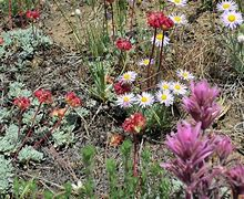 Plants Lesson — Teller Wildlife Refuge