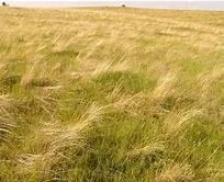 Plants Lesson — Teller Wildlife Refuge