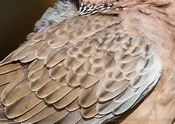 Birds Lesson — Teller Wildlife Refuge