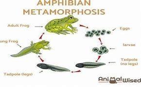 Amphibians and Reptiles Lesson — Teller Wildlife Refuge