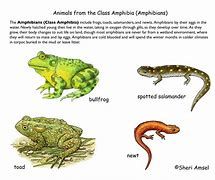 Amphibians and Reptiles Lesson — Teller Wildlife Refuge