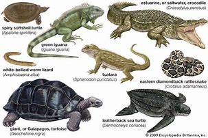 Amphibians and Reptiles Lesson — Teller Wildlife Refuge