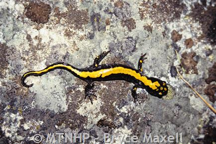 Amphibians and Reptiles Lesson — Teller Wildlife Refuge