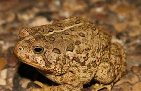 Amphibians and Reptiles Lesson — Teller Wildlife Refuge