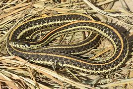 Amphibians and Reptiles Lesson — Teller Wildlife Refuge