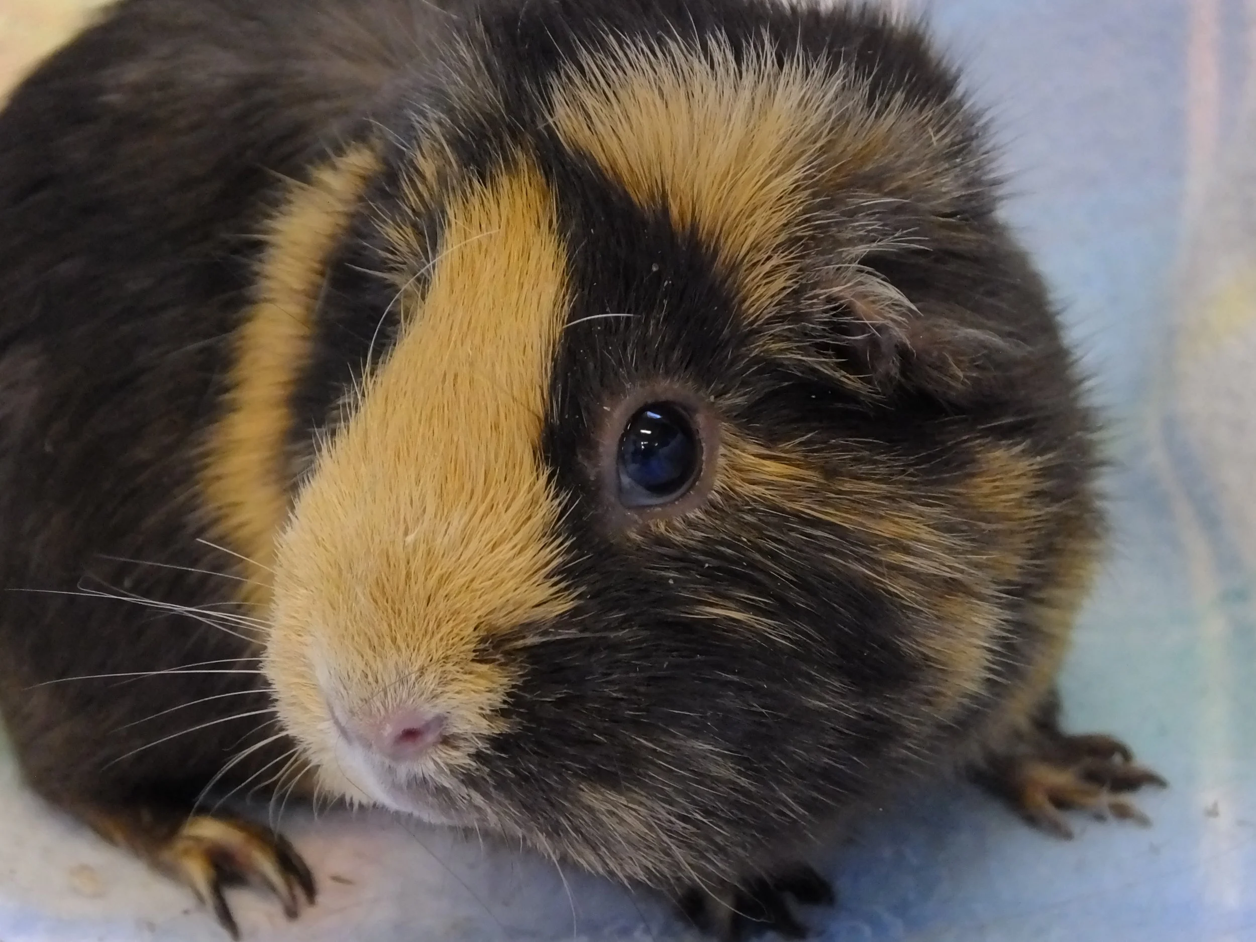 Adopt an Animal — Richmond Wildlife Center