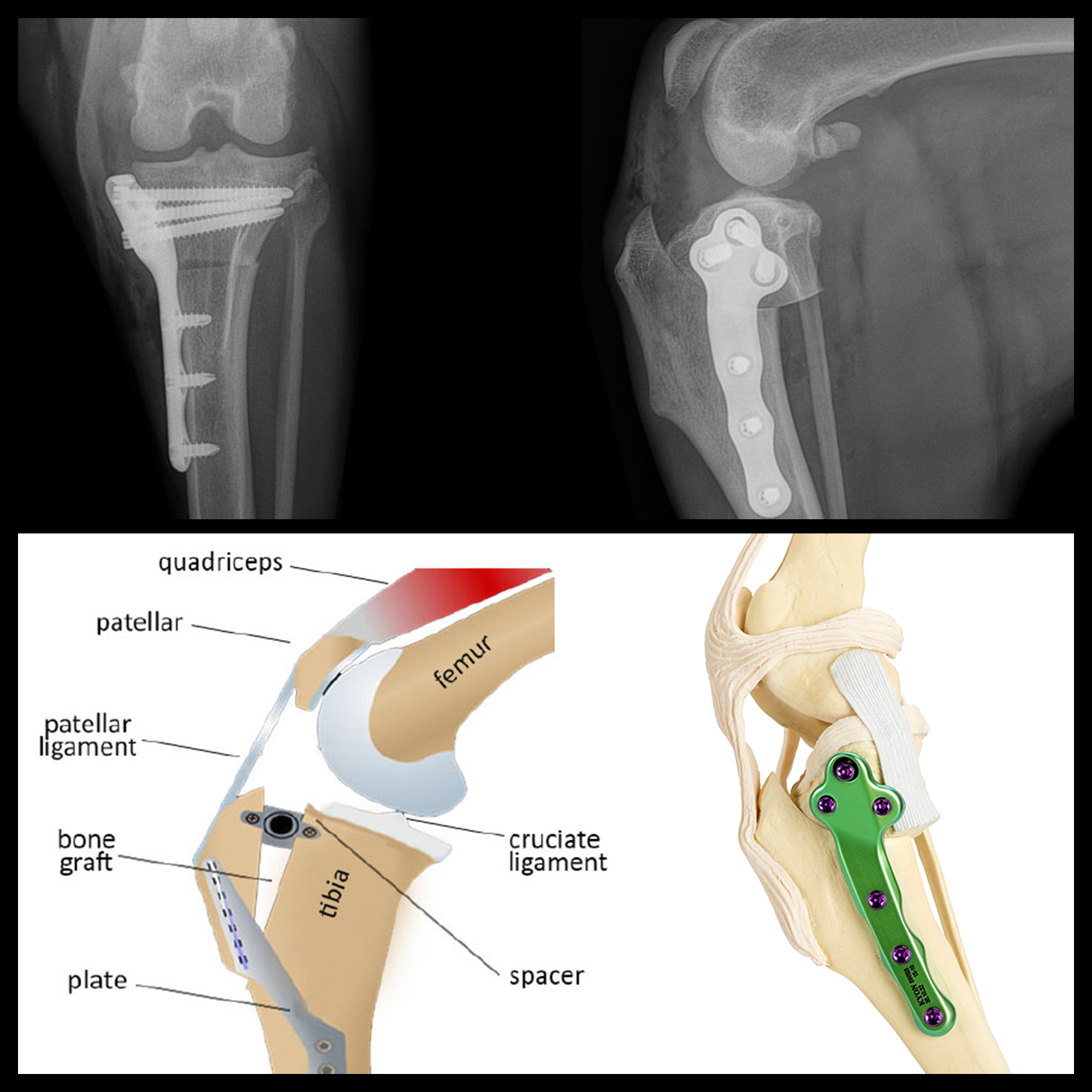 TPLO Vs TTA What s The Difference MexiVet Express TPLO Vs TTA What s The Difference MexiVet Express
