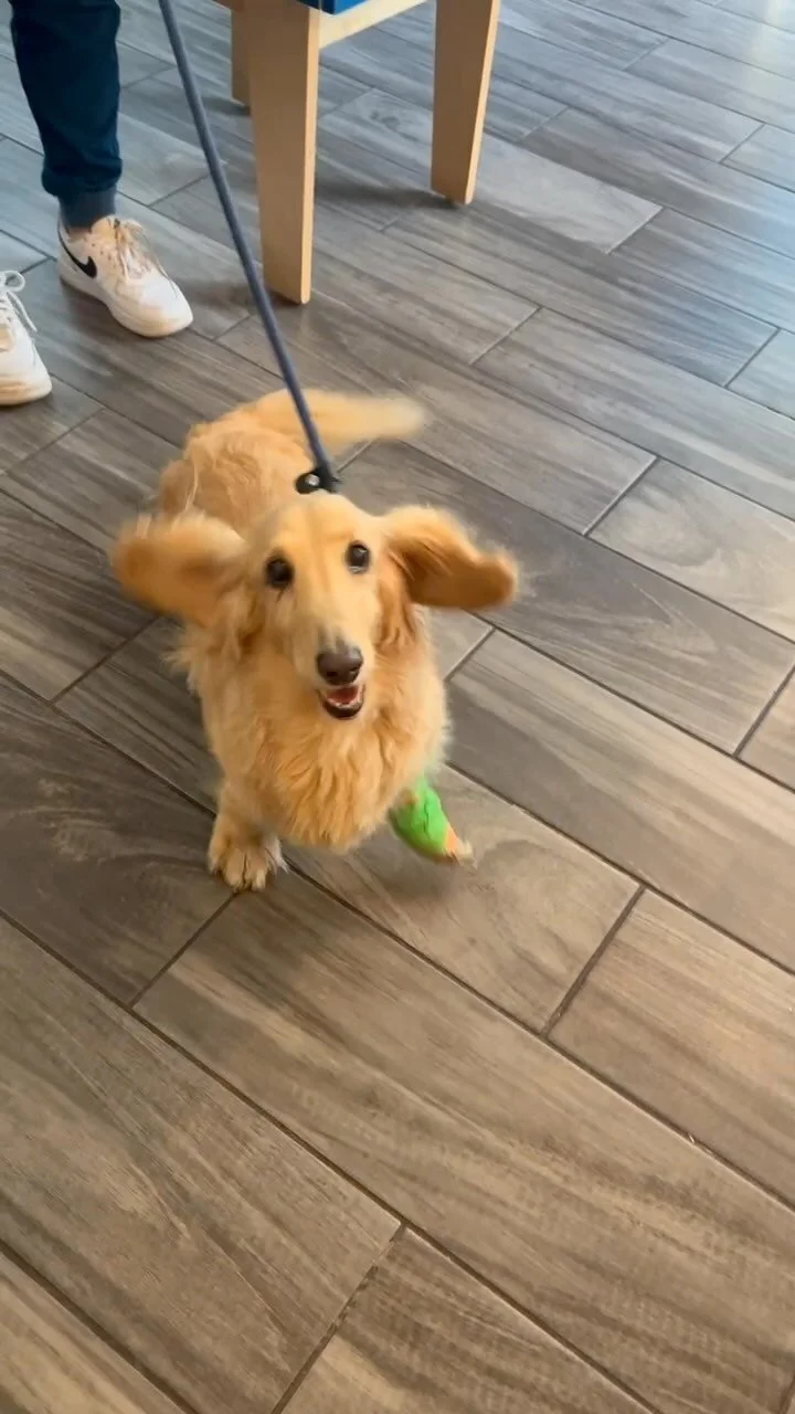 Client Orientation Packet — MexiVet Express