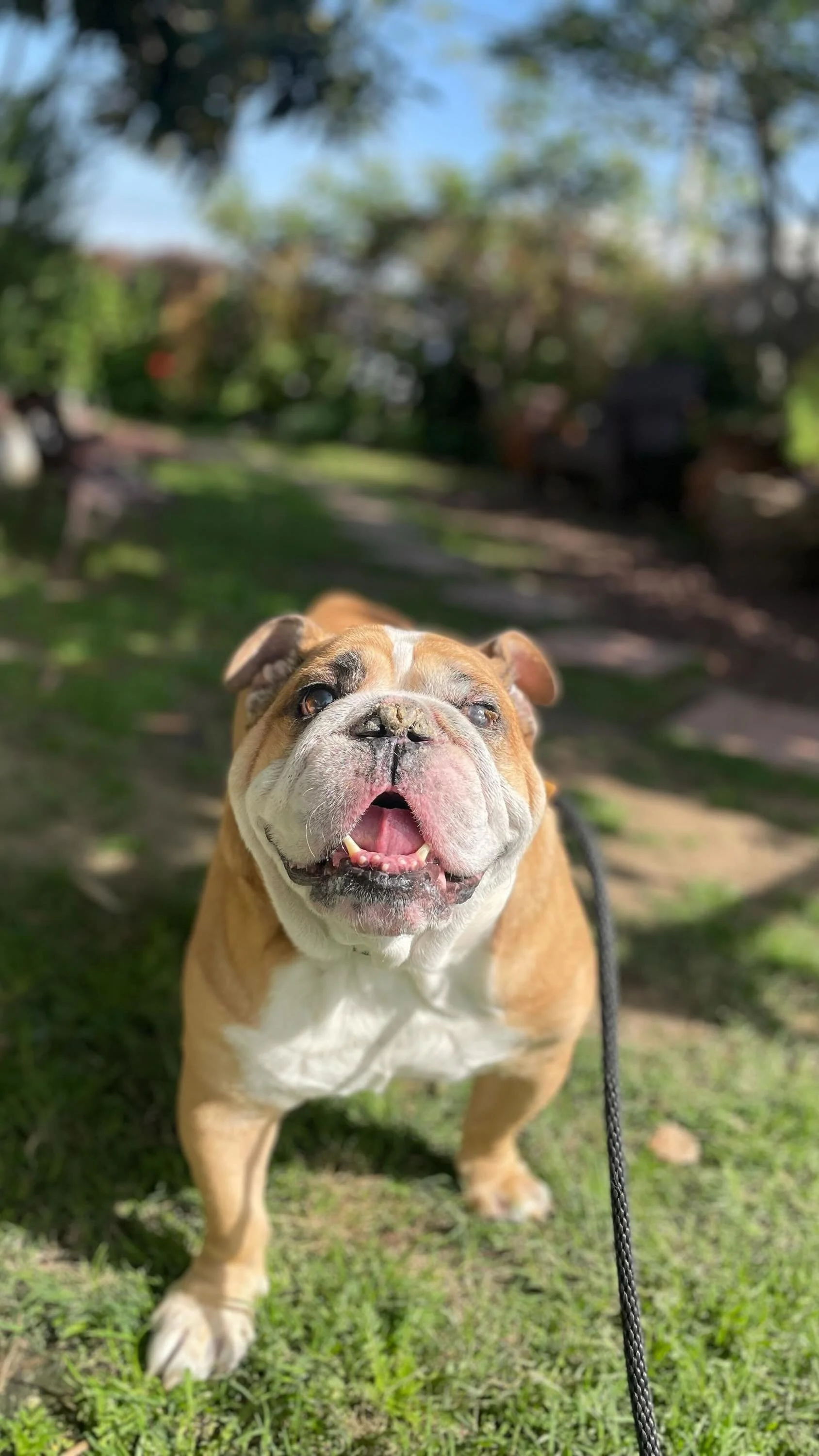 Client Orientation Packet — MexiVet Express