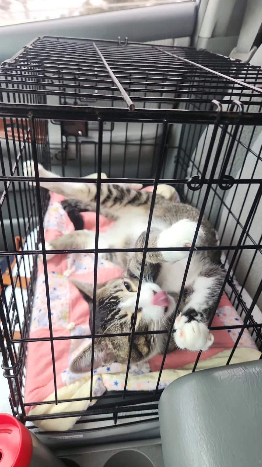 FTC Intake Steps — MexiVet Express