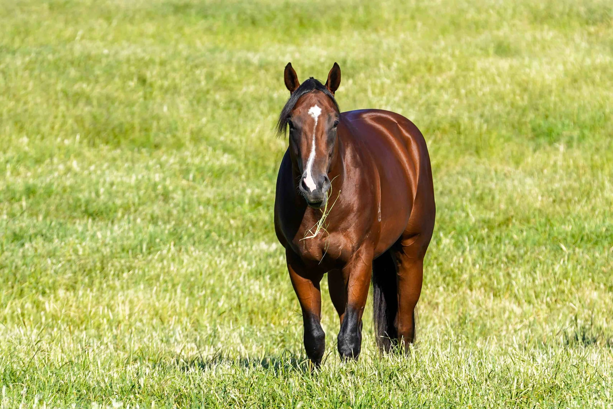 Honour Roll — Newington Farm