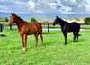 The Property — Newington Farm