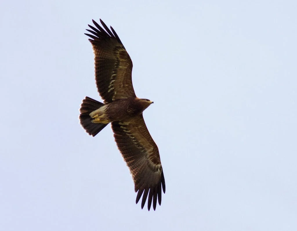 Migration Count Data — Batumi Raptor Count