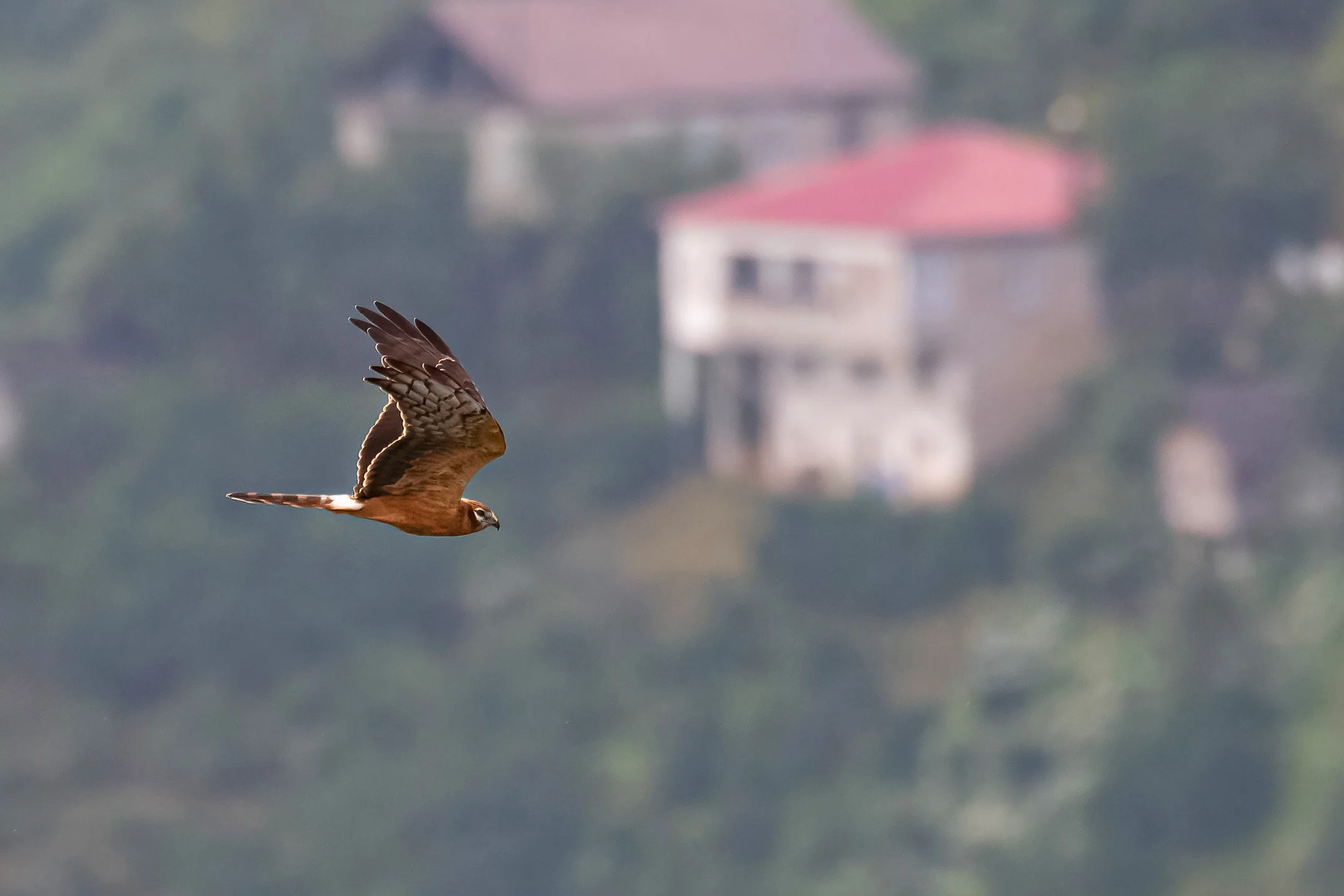 Batumi Raptor Count - Monitoring and conservation in Georgia