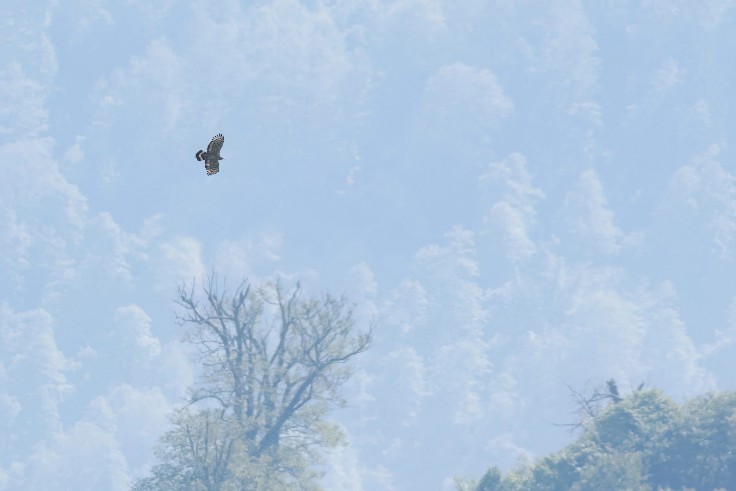 Autumn Report 2024 — Batumi Raptor Count